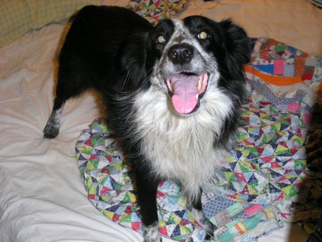 Musings of a Biologist and Dog Lover: Mismark Case Study: Australian ...