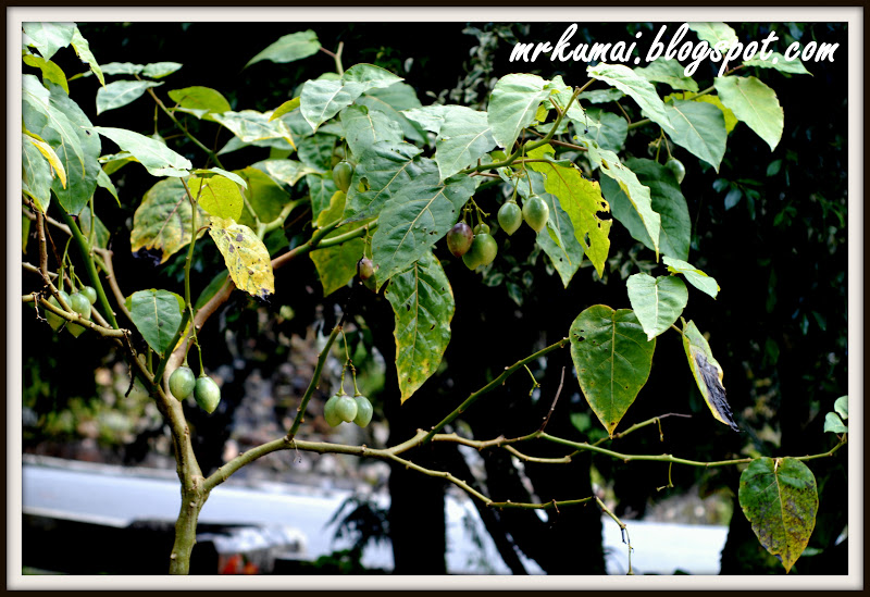 mrkumai.blogspot.com: Tips Melawat Cameron Highlands: Buah Cinta