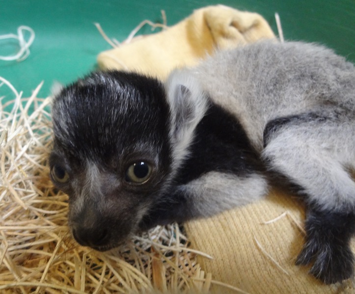 Black & White Ruffed Lemur Babies