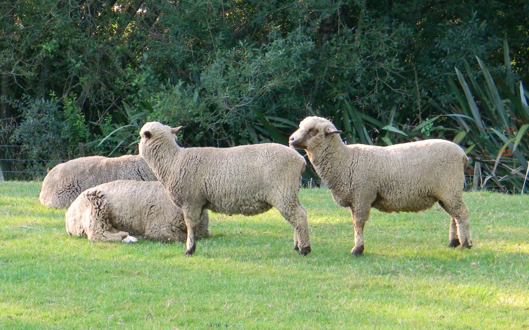 Nancy and Chuck - Retirement in Ecuador: New Zealand Sheep Sheep Sheep