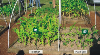 Industrial scale pyrolysis the easiest to use: Biochar activity in ...