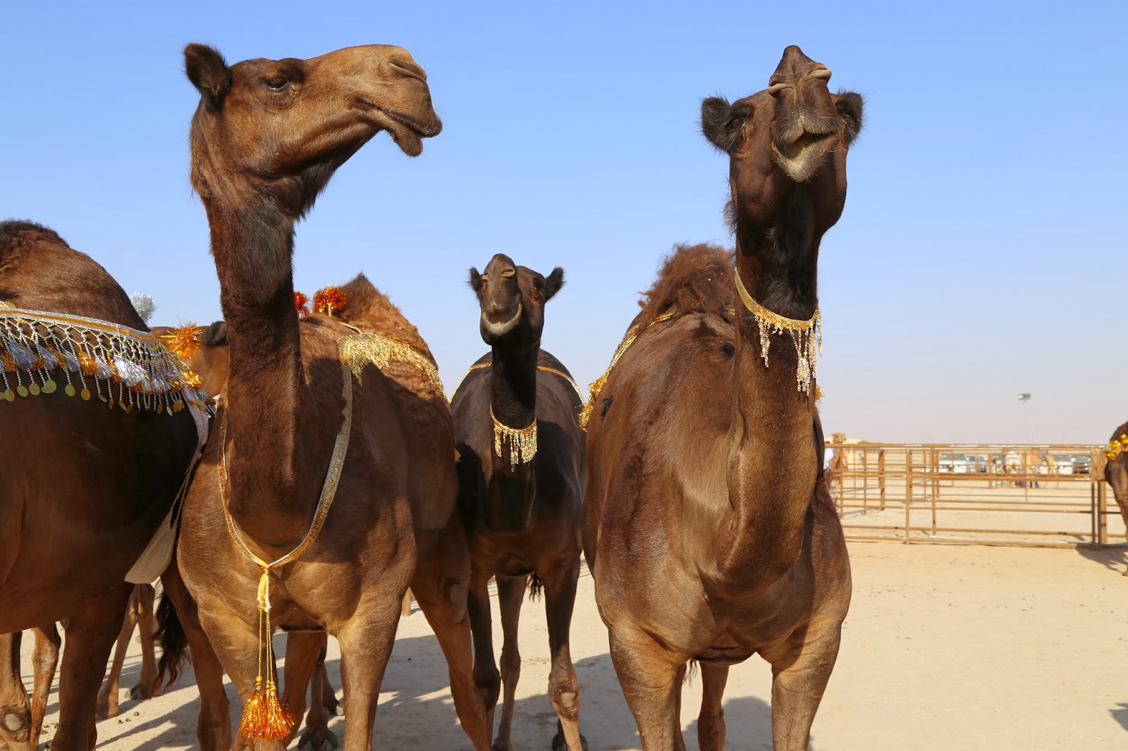 notes from a sun-scorched land: Camel Festival (complete with Camel ...