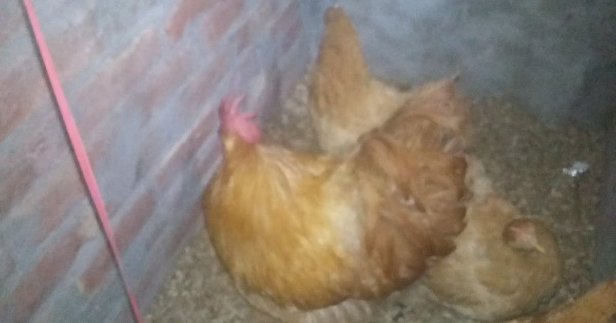 Khalid Poultry World: GOLDEN BUFF