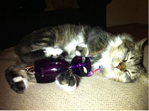 Catsparella: Katy Perry's Cat Goes Wild For 'Purr'