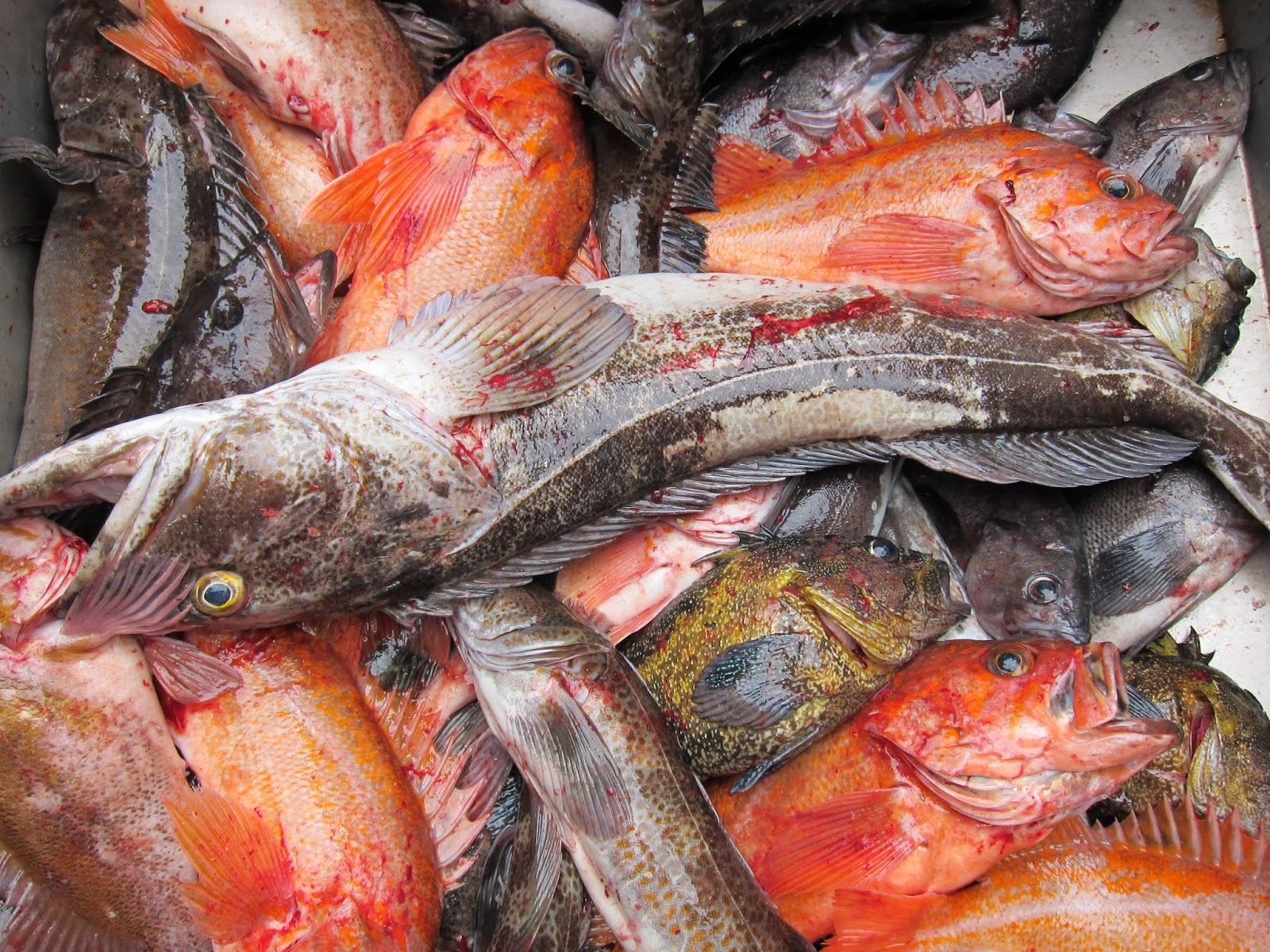 Todds Extreme Fishing: Neah bay salmon, lingcod , Cabazon, and rockfish!