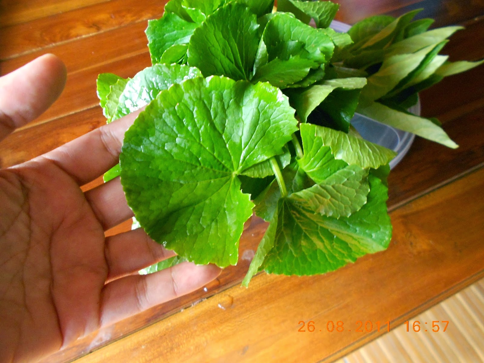 namakucella: KERABU DAUN PEGAGA GAJAH...ULAM DAUN SAMBUNG NYAWA,DAUN ...