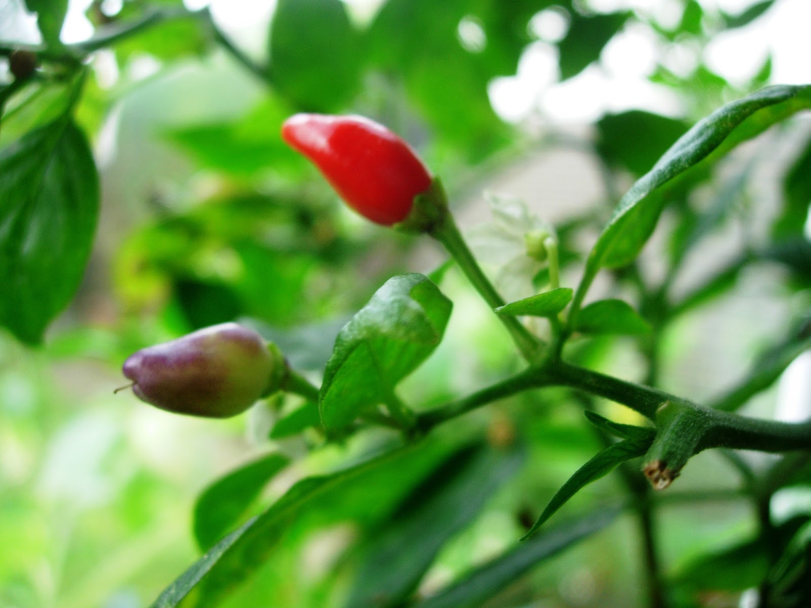 Chilli Pepper Heaven:: Pictures of Chilli Plants I have Grown