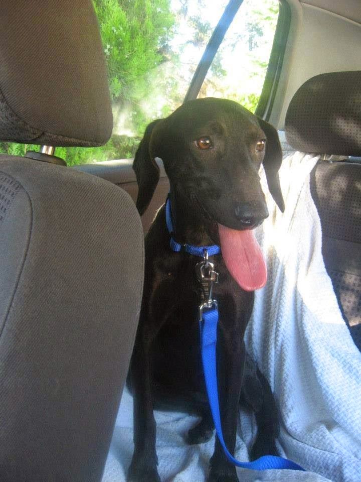 Adult Female Rescue Dogs - Adopt a Rescue Dog