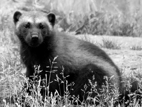 White Wolf : The Wolverine : One of the Most Ferocious Animals in the Wild