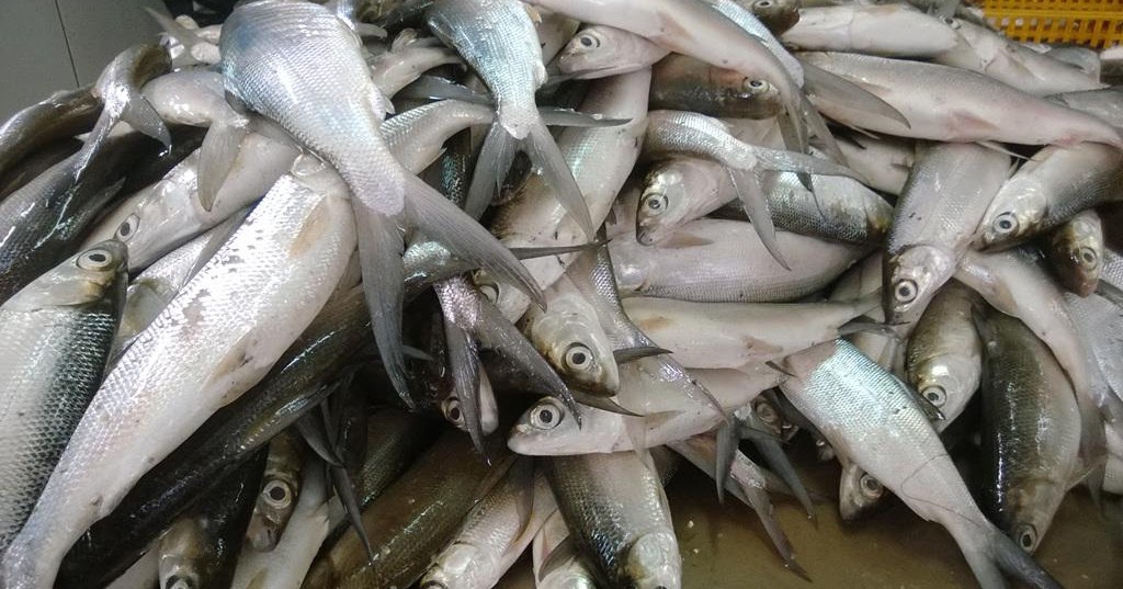 Milkfish Fillet Vanilla Sauce Steam and Fried Recipe - Frozen Milkfish ...