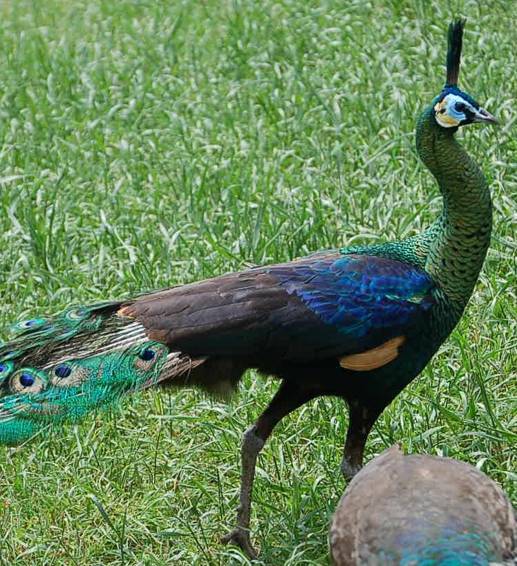 What Is Green In Java at Jamie Lamont blog