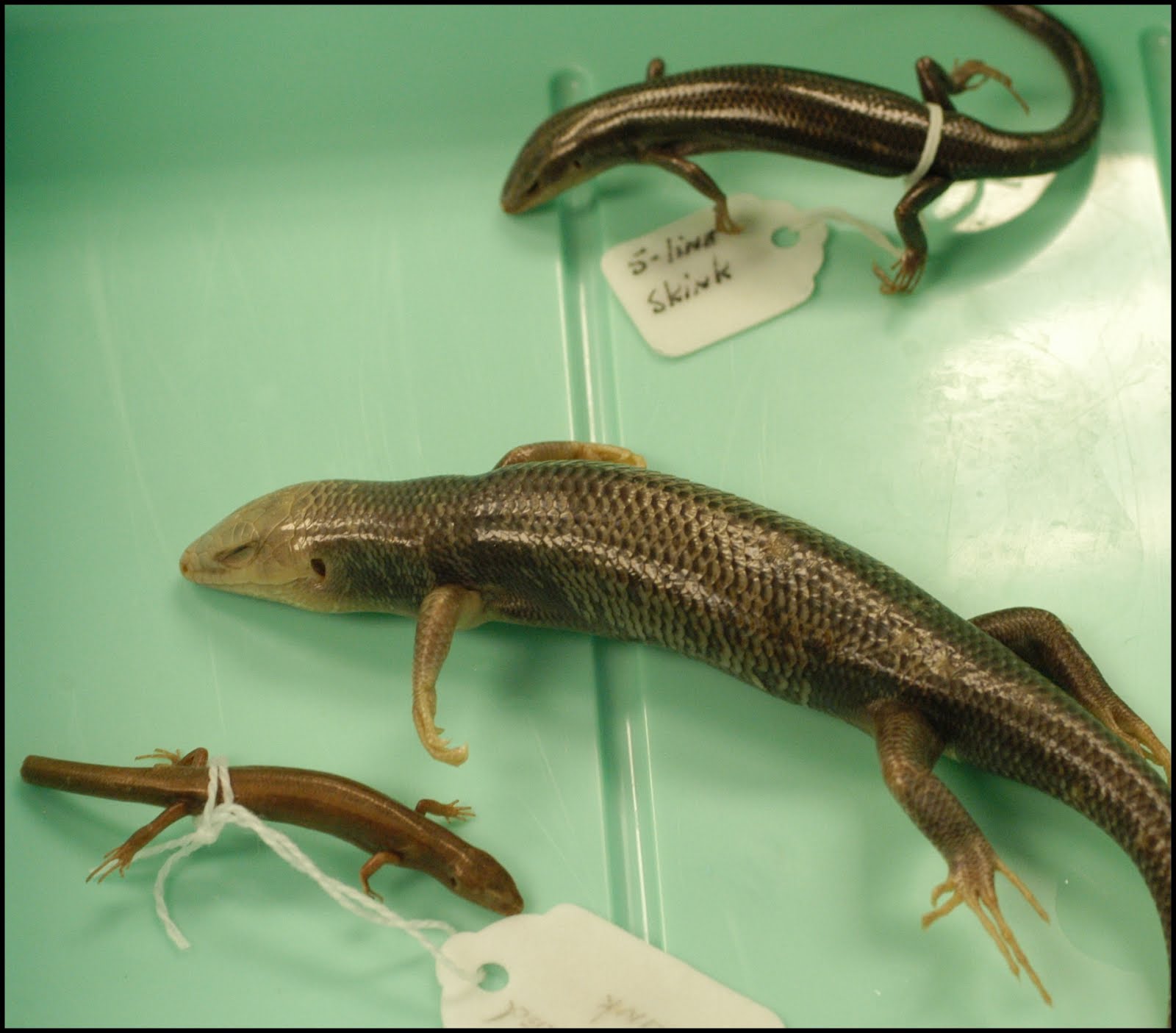 Biology of the Reptilia: Lab 5: Lepidosauria part 1: Sphenodontida and ...