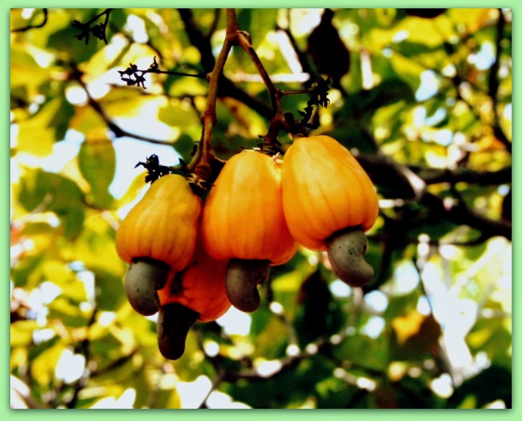 Animales y Plantas de Perú: Marañón o Cashú - Anacardium occidentale
