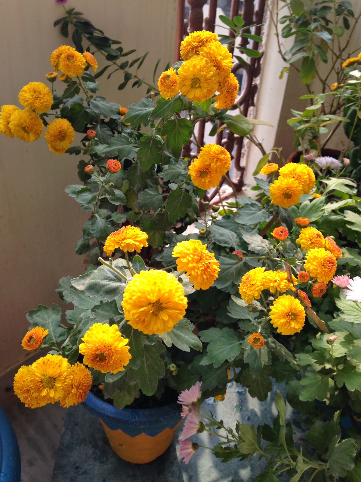 Hi I am Kaivi..: Blooming Mum's (Guldawari) In my Delhi Balcony