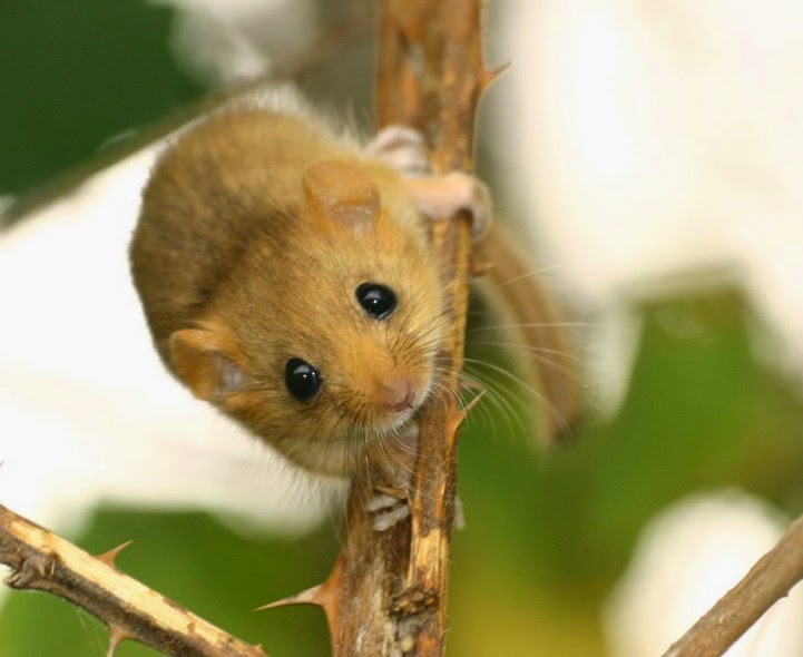 BIO 227 6 Salt Marsh Harvest Mouse bio-227-6-salt-marsh-harvest-mouse