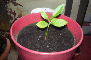 dead tree, new tree, lemon tree.