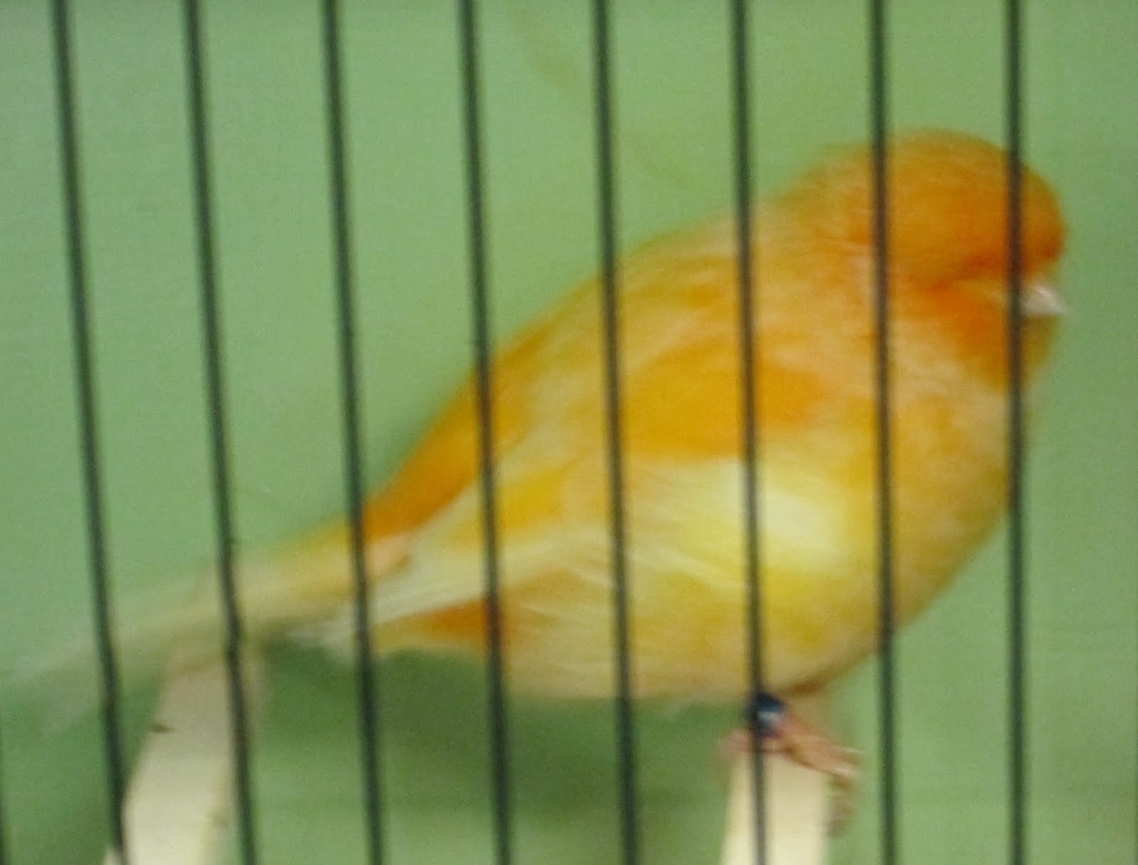 Canary Tales: Winners Florida Canary fanciers Bird Show