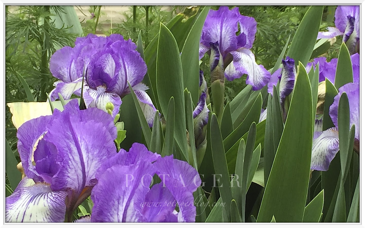 P O T A G E R: Tiny Iris Reticulata