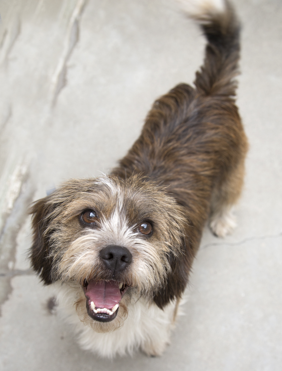 Shelter Dogs of Portland: "LUCY" shaggy adorable Terrier
