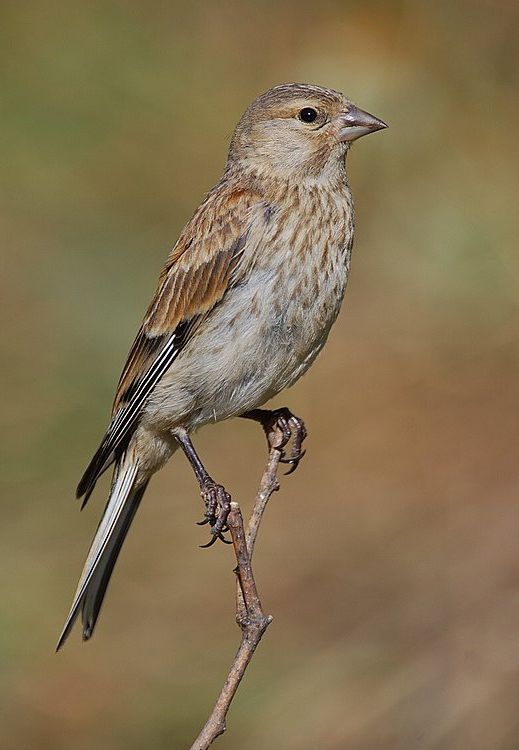Mundo Natural por (Joaquin Crespillo ): El pardillo común (Carduelis ...