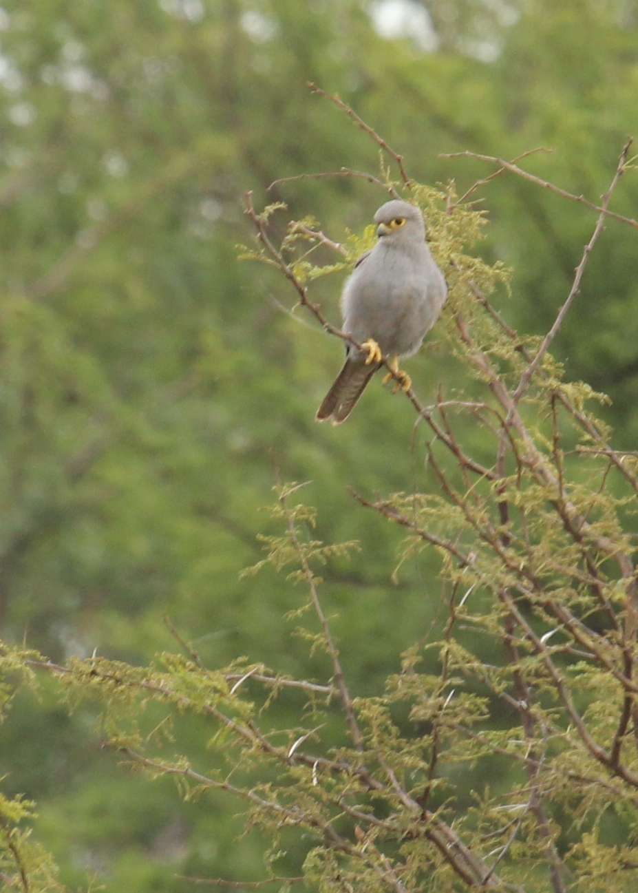 Neil's Daily Bird: 190 : Grey Kestrel