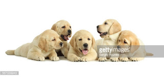 Puppyworld Underwood ~ Puppy World