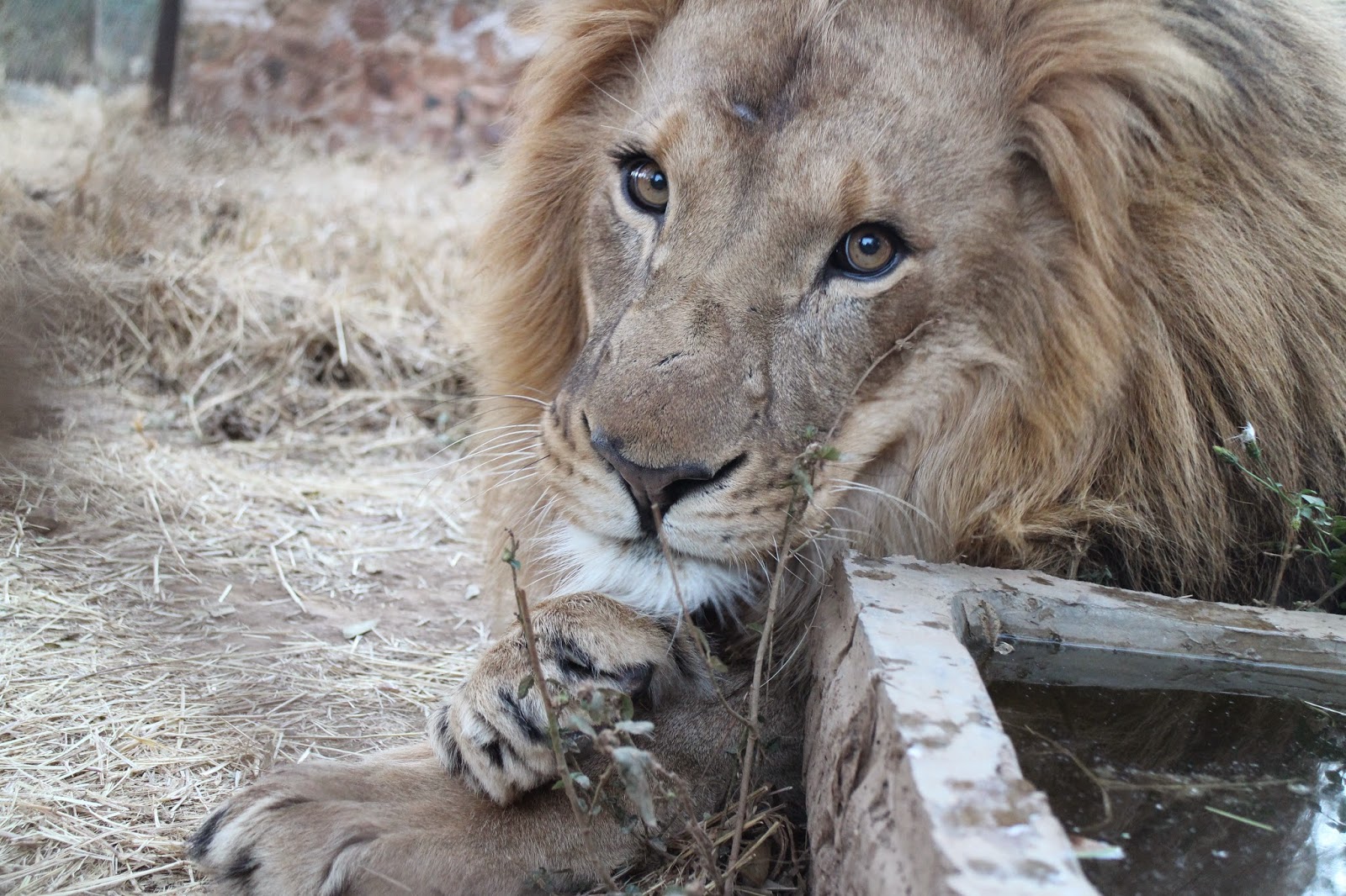 s o r r y m u m and Dante - a lion at Chipangali Wildlife Orphanage ...
