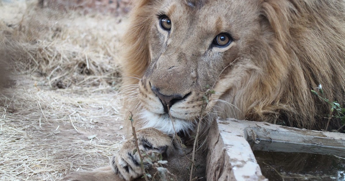 s o r r y m u m and Dante - a lion at Chipangali Wildlife Orphanage ...