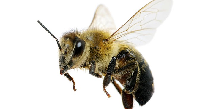 CORONA APICULTORES: LOQUE EUROPEA