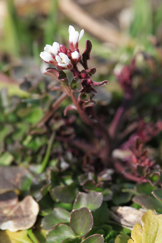 Eastern Pennsylvania Phenology: February Flowers