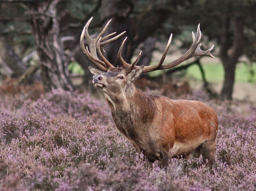 Natuurfotografie met Ben: Edelherten bronst 2013 Op hoge Veluwe 2