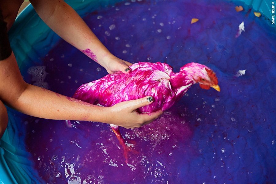THE PINK CHICKEN: A DIY PROJECT – A Day in April