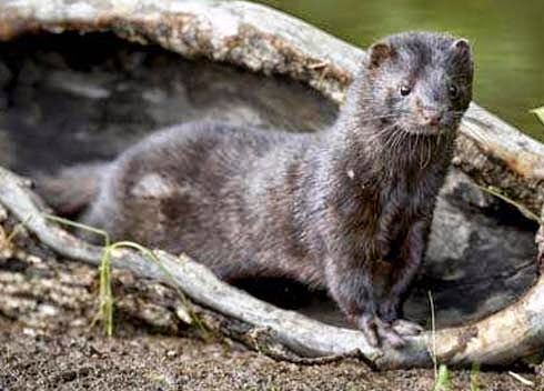 ΤΣΙΝΤΣΙΛΑ - ΜΙΝΚ photos - wallpapers | the fun bank