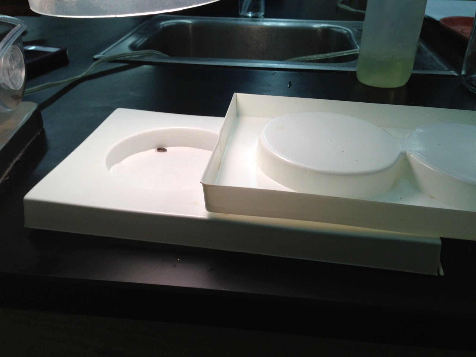 Living the Bio Life: Animal Behavior: The Life of a Pill Bug (Lab Report)