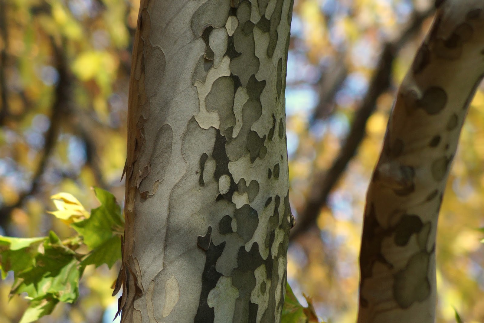 Rośliny ozdobne: Platanus x acerifolia - platan klonolistny