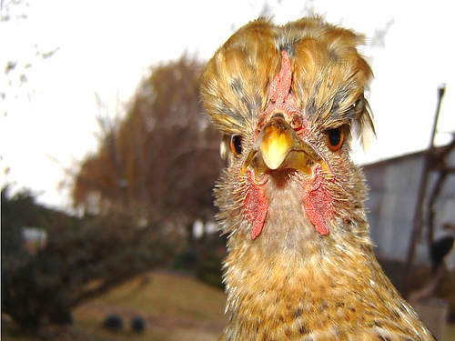 HEN INTERNATIONAL: LAS GALLINAS COPETONAS