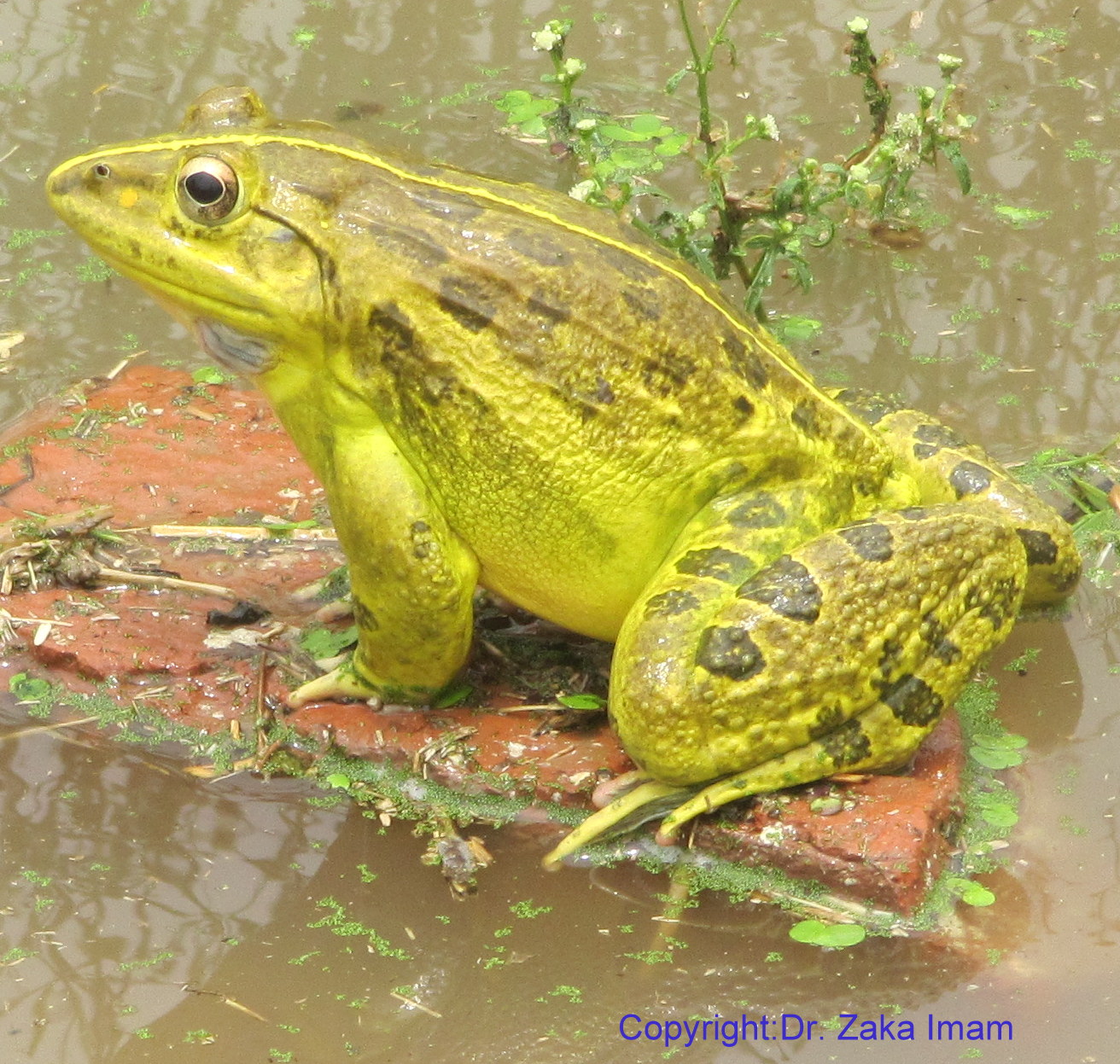 Biodiversity Network : The Rainy Season Treat For All Species!