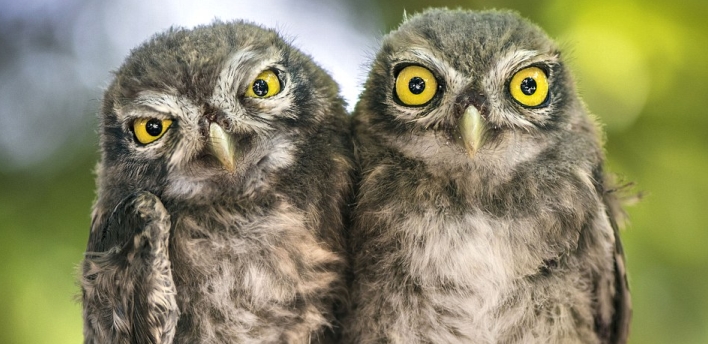 White Wolf : Grumpy and Surprised: 2 Expressive owl's hilarious ...