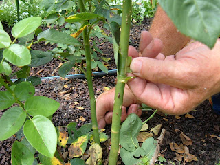 The Minnesota Rose Gardener: Propagating Roses by Air Layering- North ...