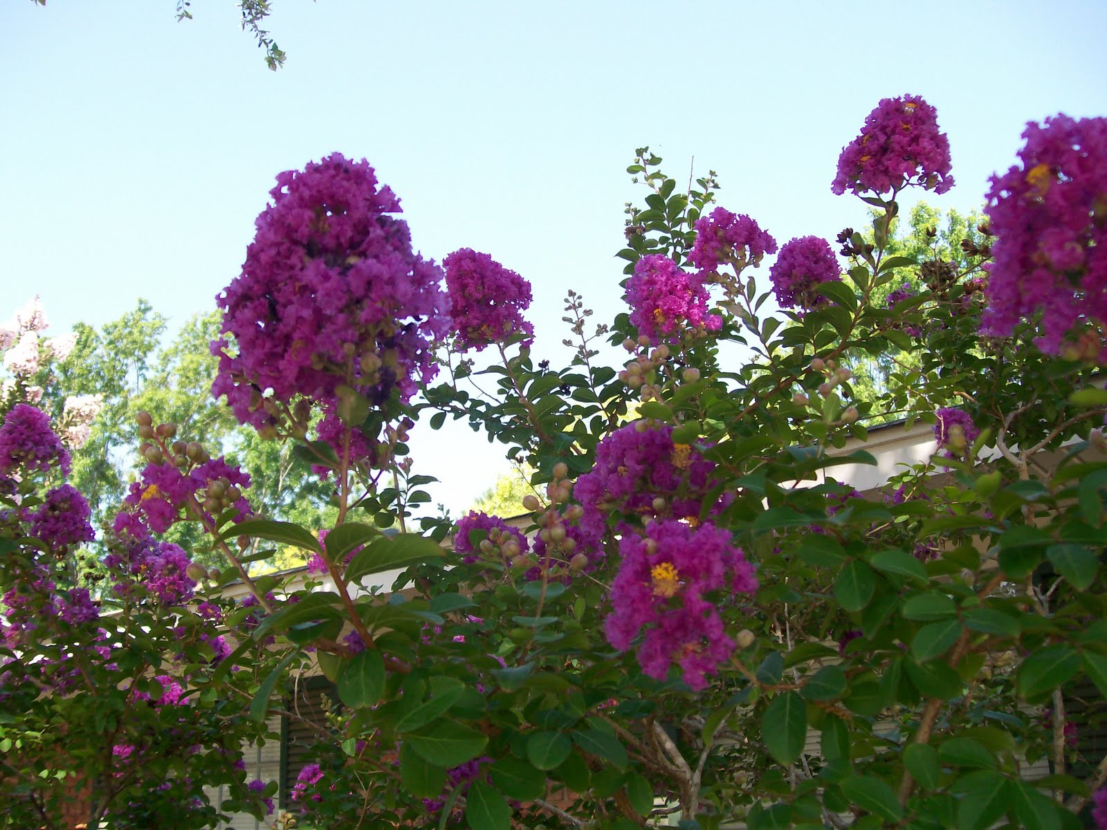 Rockhounding Around: Crepe Myrtle