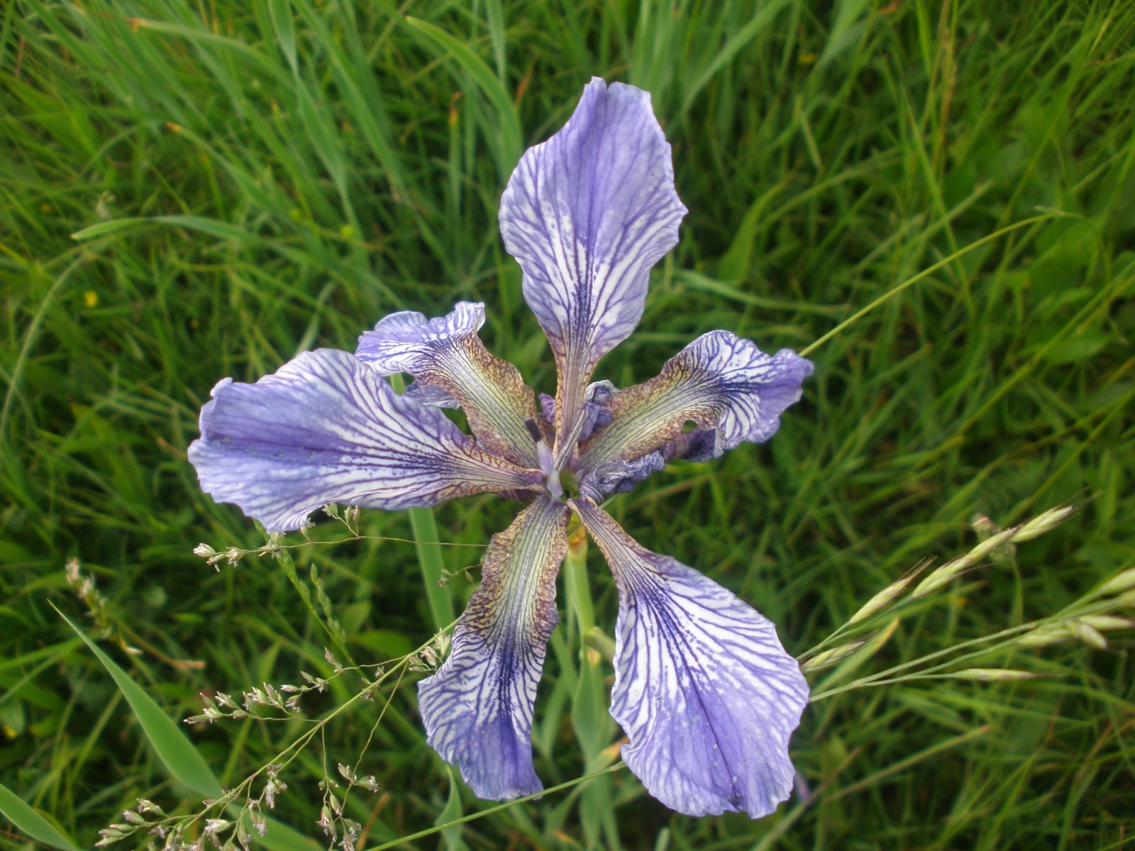 Di fiore in fiore: Giaggiolo siberiano
