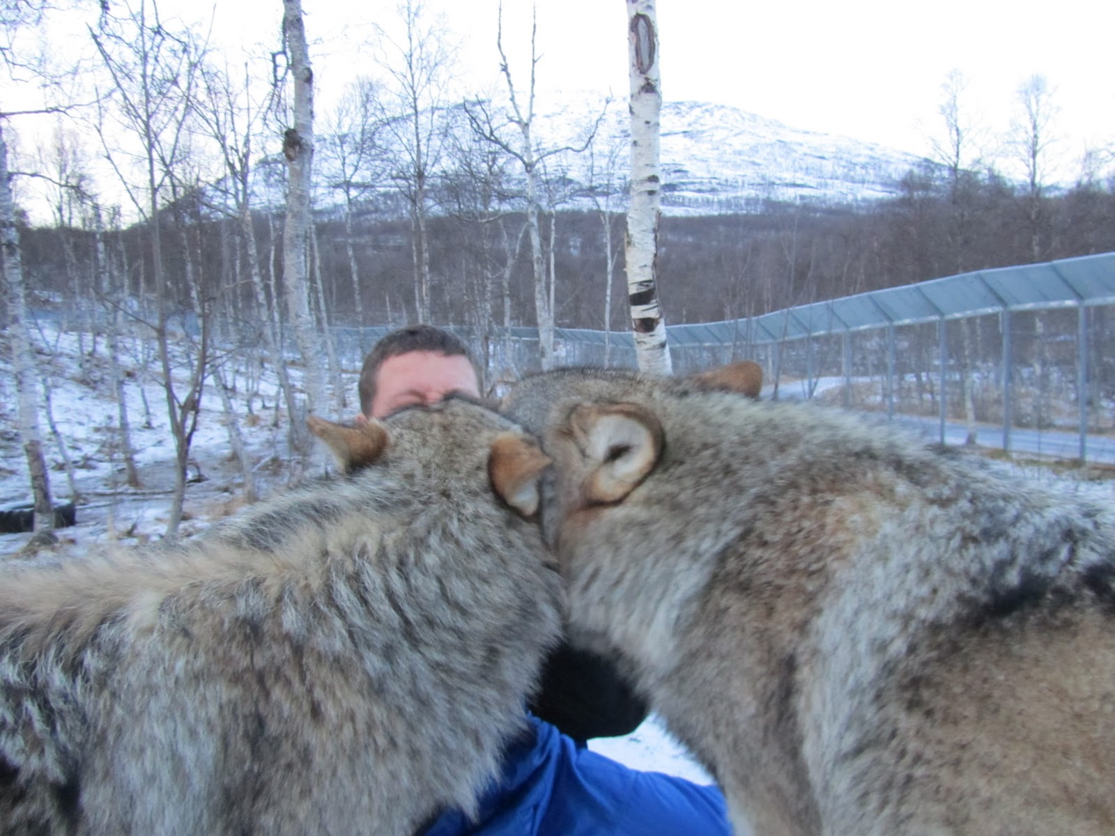 Claartje & Douglas: Hugging wolves in the Polar Zoo