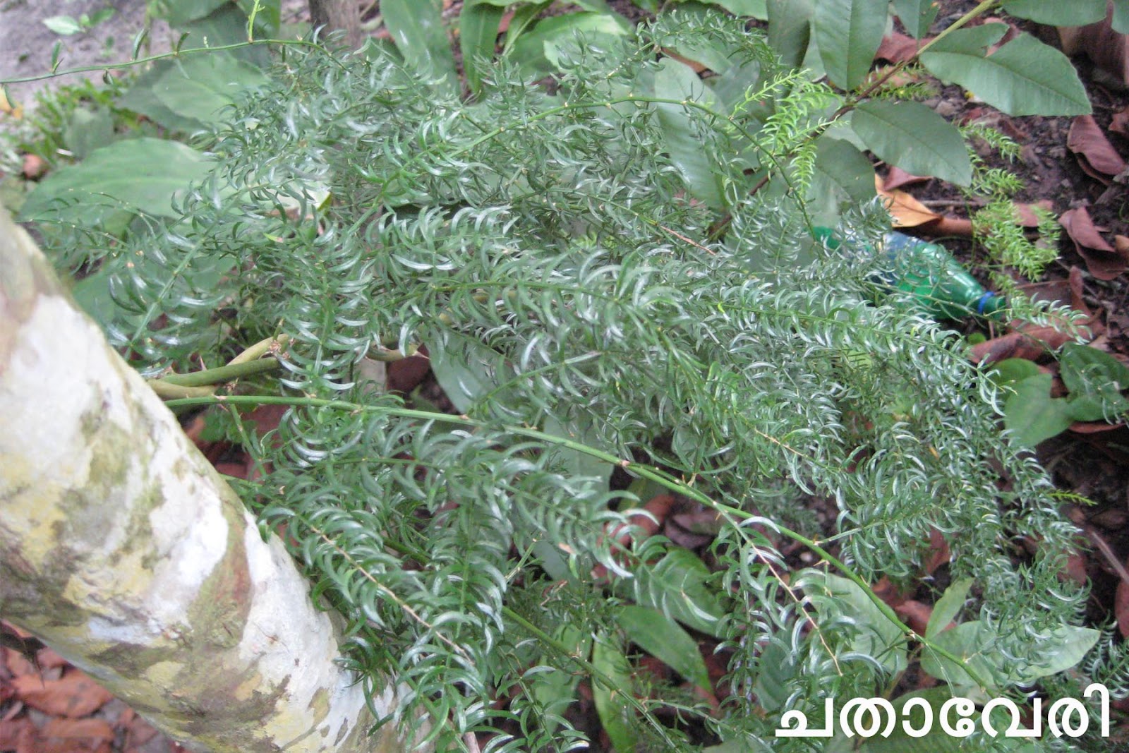 Ayurvedic Medicinal Plants in Kerala