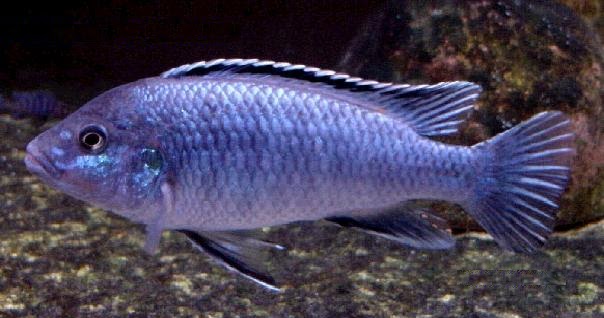 Alma d'Água: Peixes / Perciformes / Cichlidae / Ciclideos Africanos ...