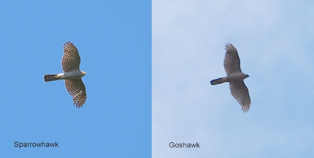 Goshawk notes: First thoughts on Goshawk identification