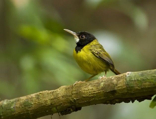 Gambar macam-macam Ciblek | Info Burung Kicauan