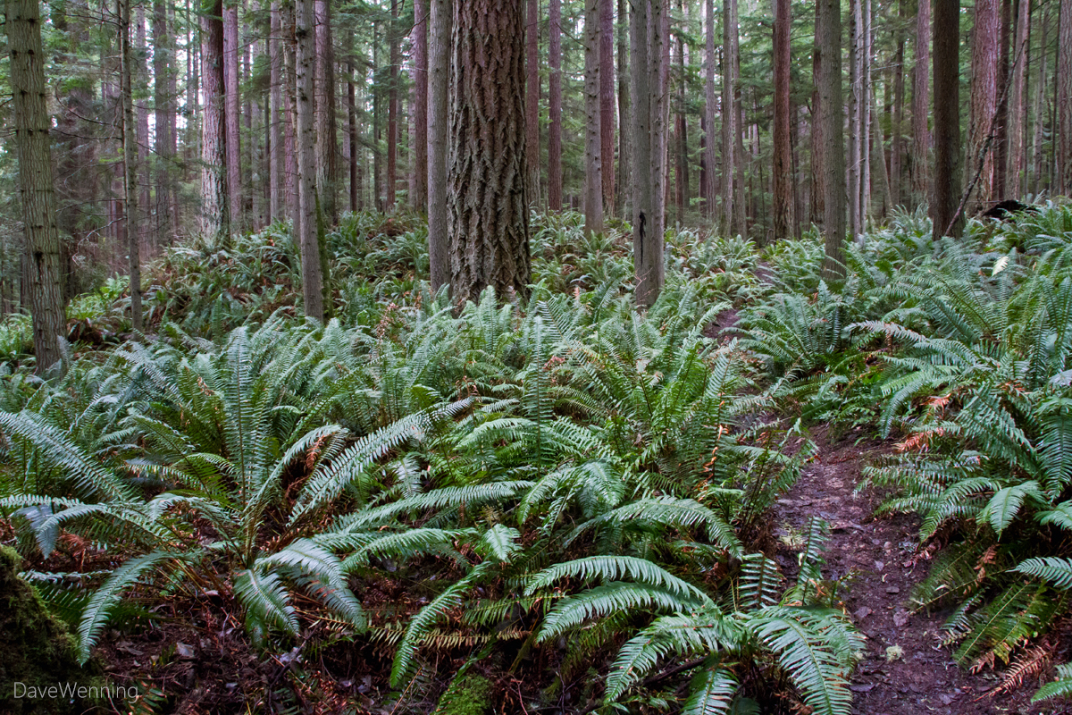 Fern Gully: Exploring a Forest Ecosystem