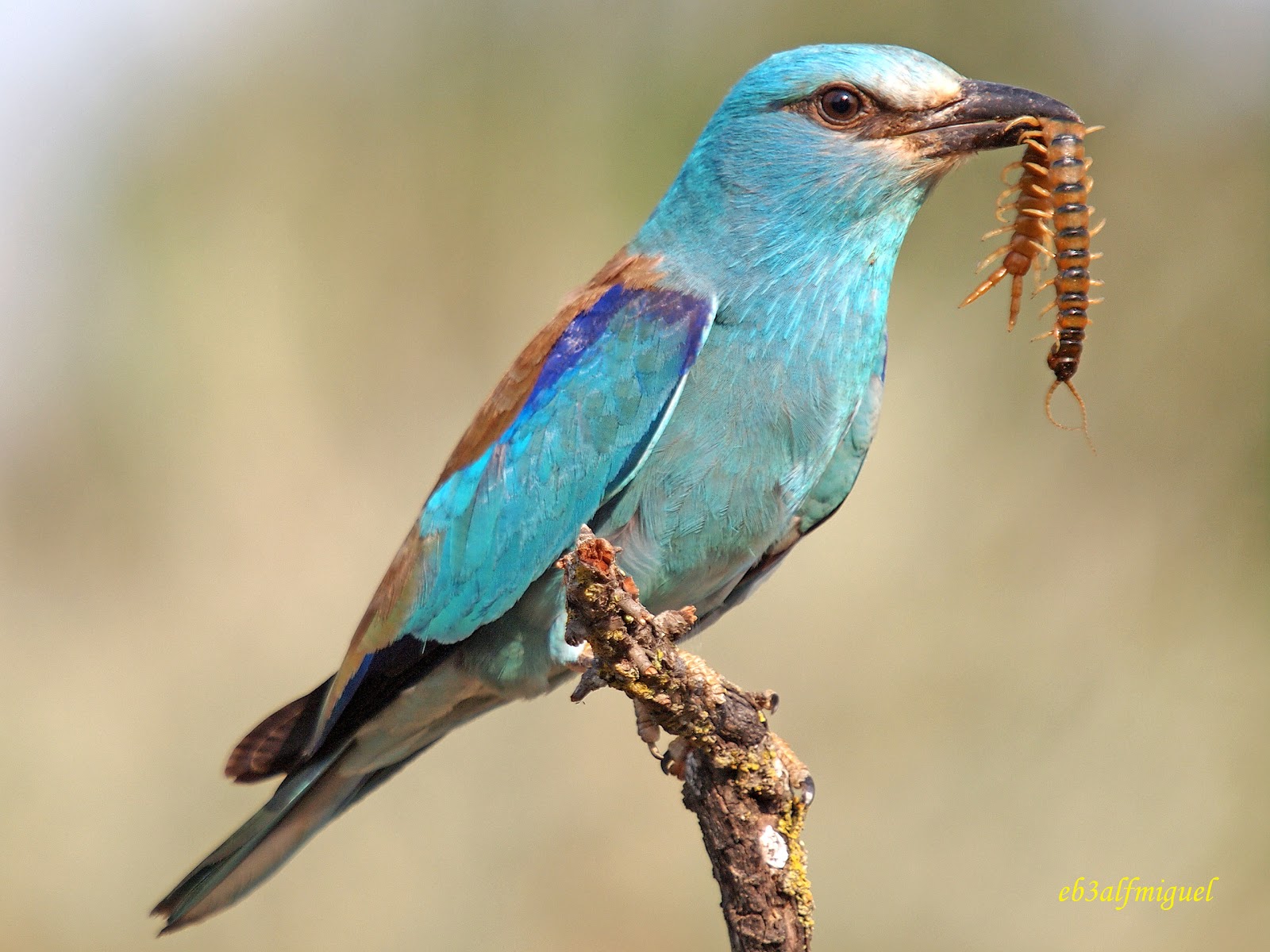 MIS AMIGAS LAS AVES: Carraca europea (Coracias garrulus)
