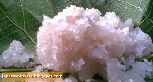 Horog Horog Makanan Khas Jepara | Jepara Kota Ukir