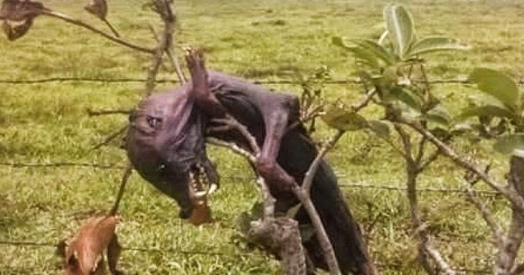 Chupacabras: Qué Es, Origen, Historias, Enigmas, Apariciones y Teorías ...